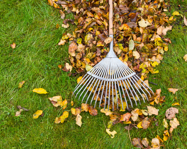 Seasonal Clean Up - Lightyear Lawn Care